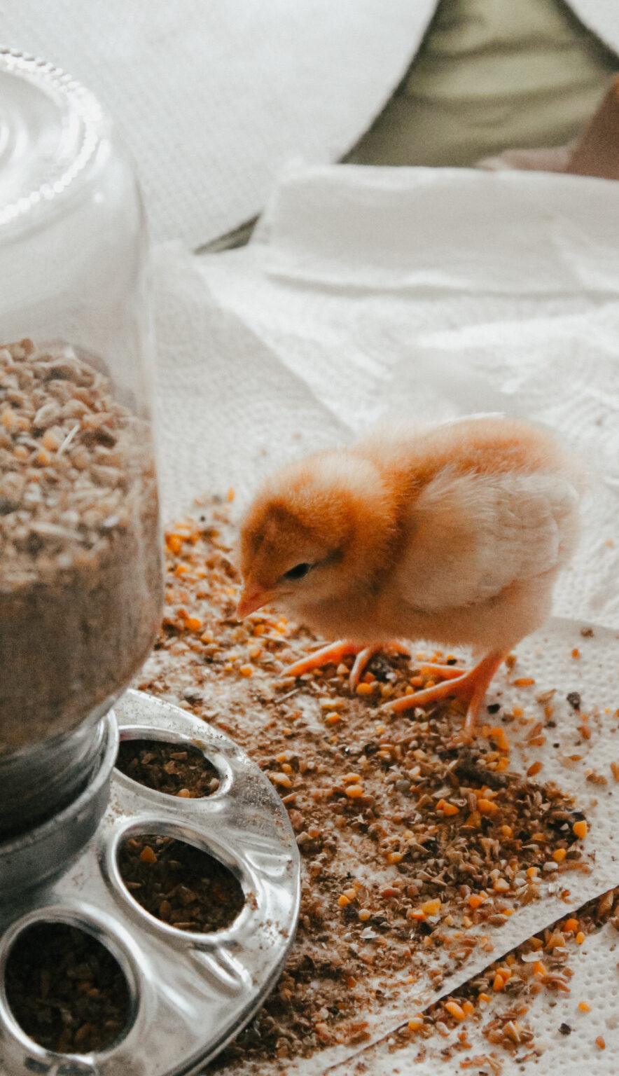 The Best Hatcheries to Order Baby Chicks Online - The Organic Beehive