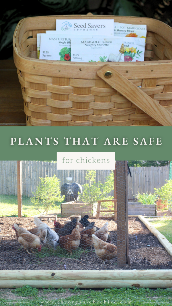 The Best Plants to Grow Along a Chicken Run - The Organic Beehive